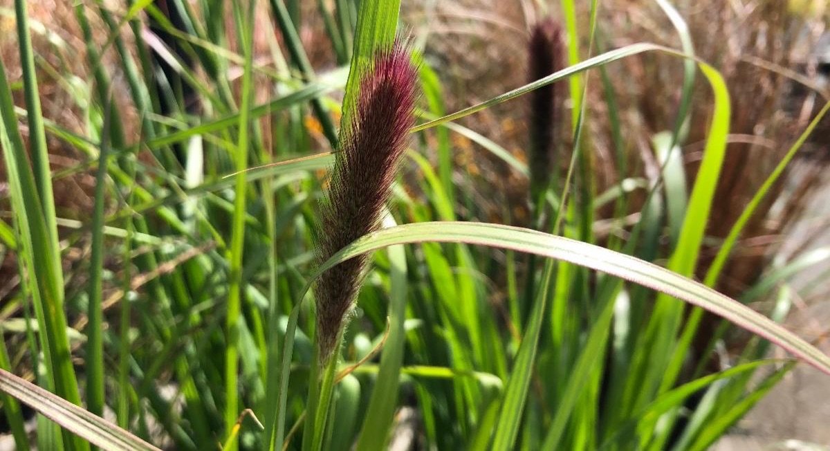 Fountain Grasses - Late blooming accents in the garden — Sunnyside Nursery