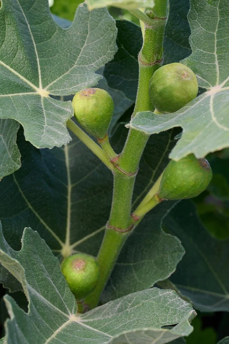 Fig Trees — Sunnyside Nursery