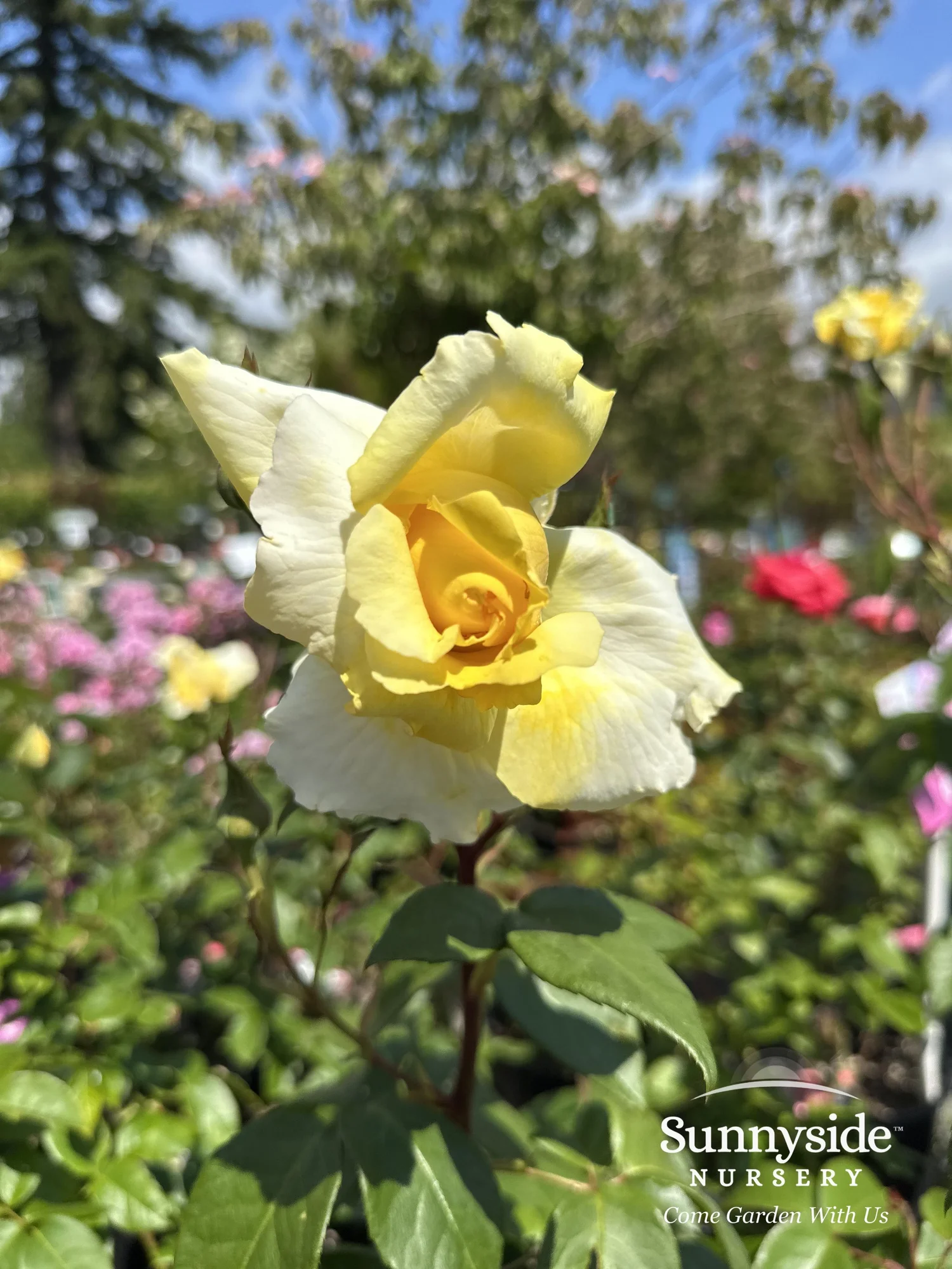 Hybrid Tea Roses — Sunnyside Nursery