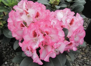 Pink Rhododendrons — Sunnyside Nursery