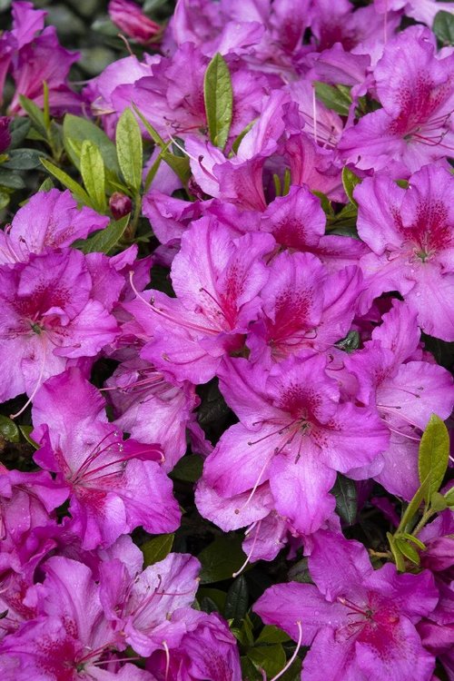 Purple Evergreen Azaleas — Sunnyside Nursery