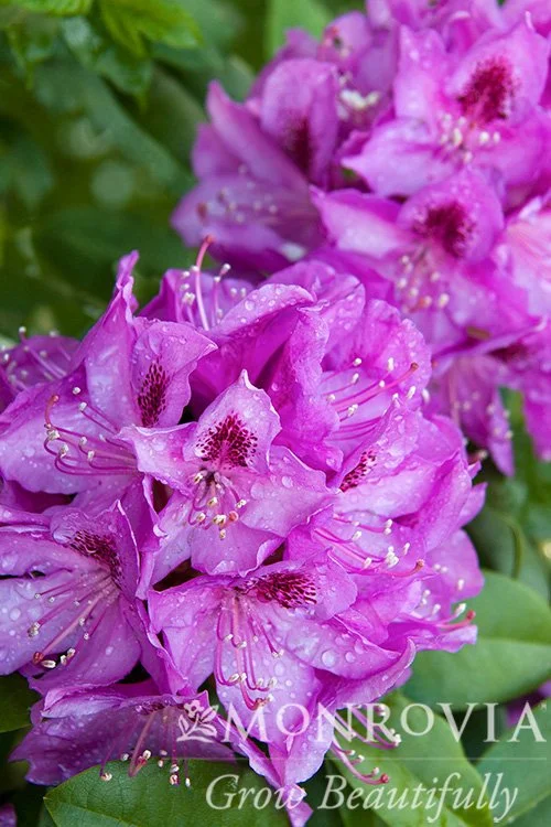 Blue & Purple Rhododendrons — Sunnyside Nursery