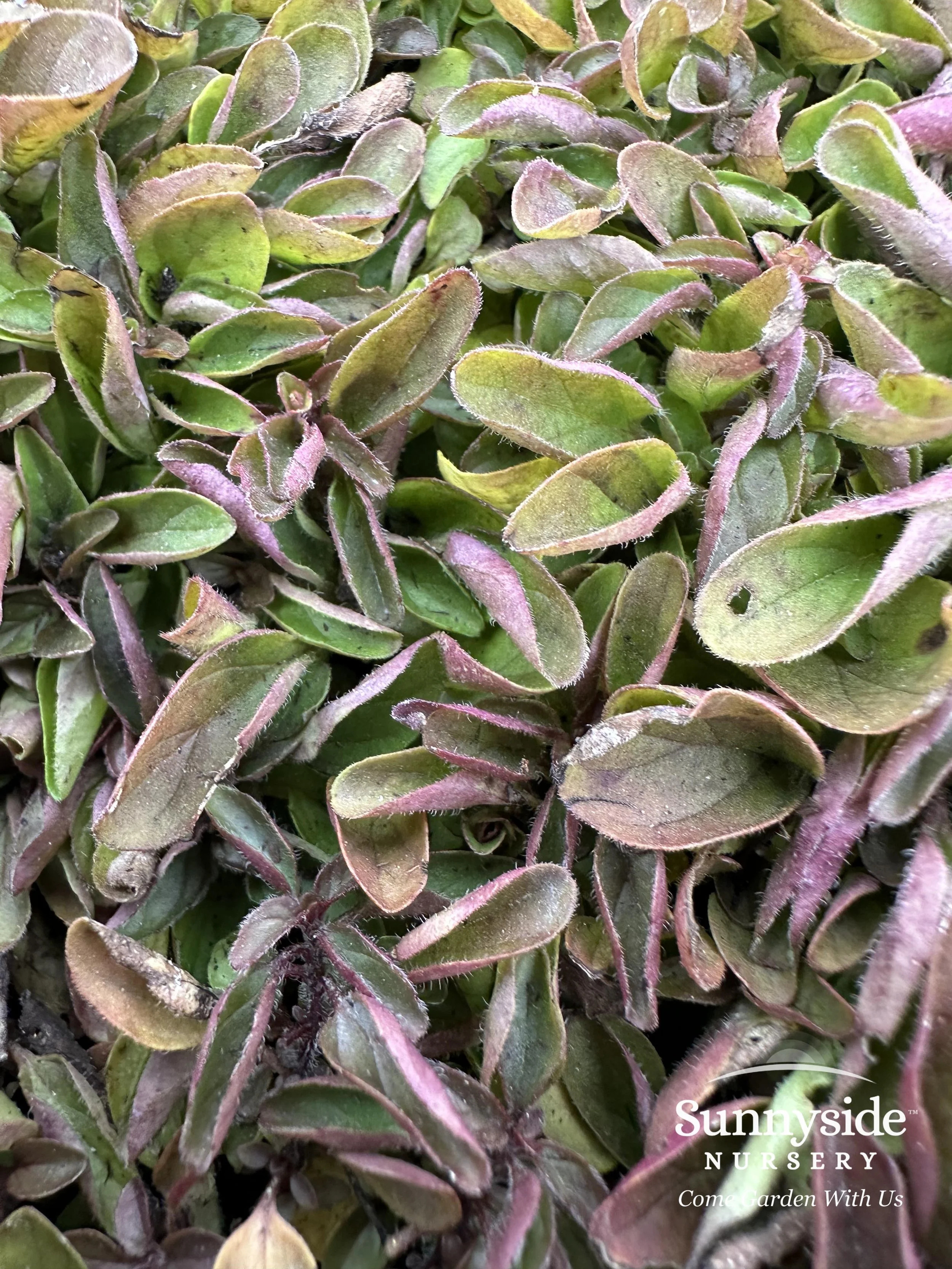 Herbs — Sunnyside Nursery