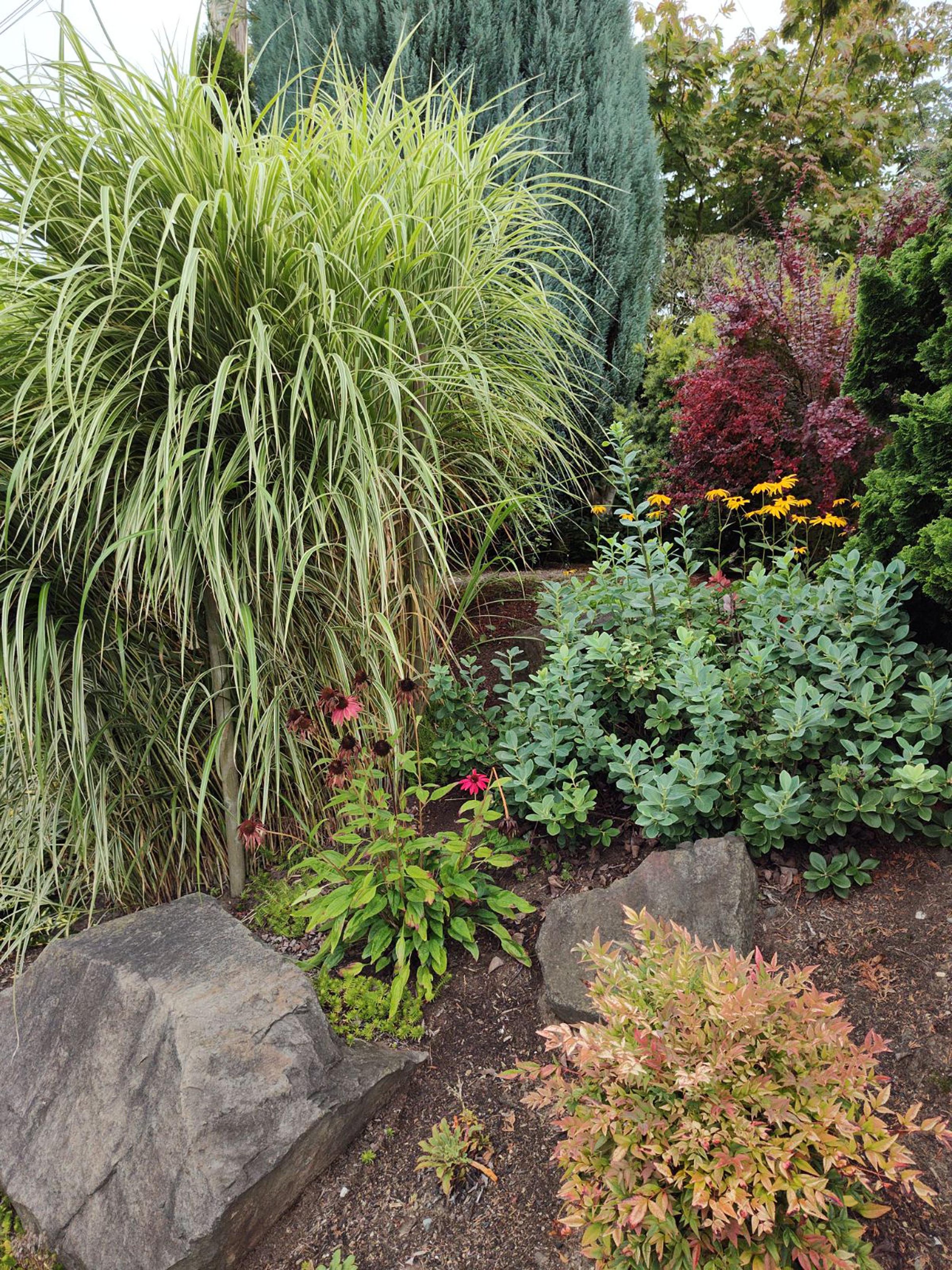 Variegated Grasses For Landscaping Variegated Ribbon Grass Hi Res