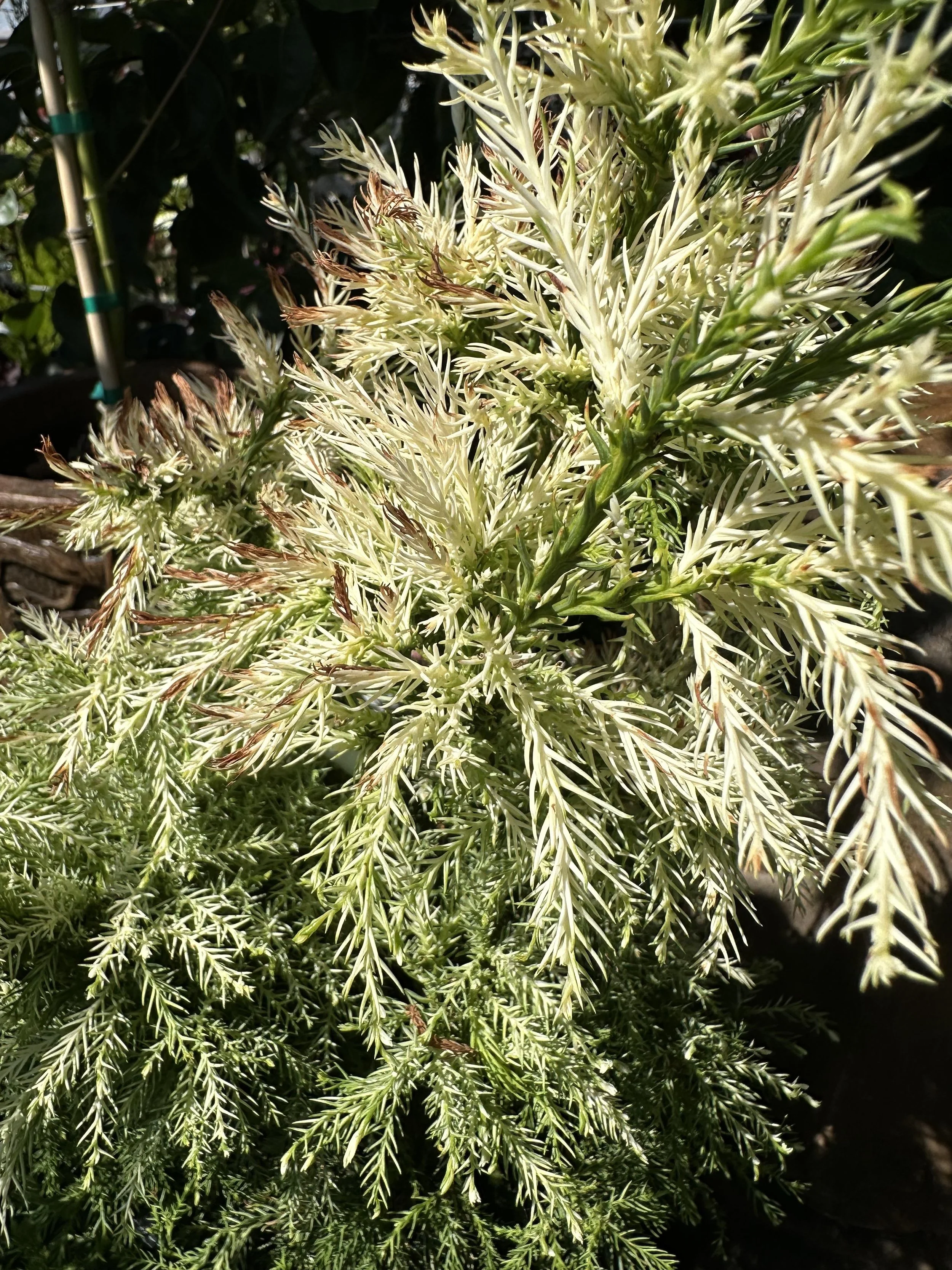 Cryptomeria — Sunnyside Nursery