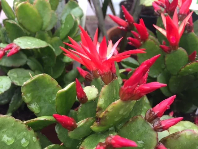 Seasonal Houseplants — Sunnyside Nursery