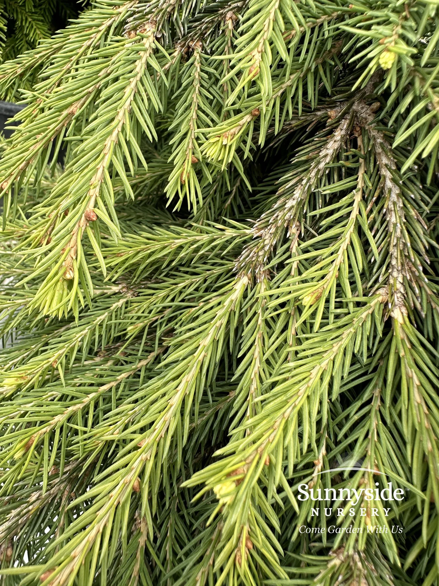 Picea — Sunnyside Nursery