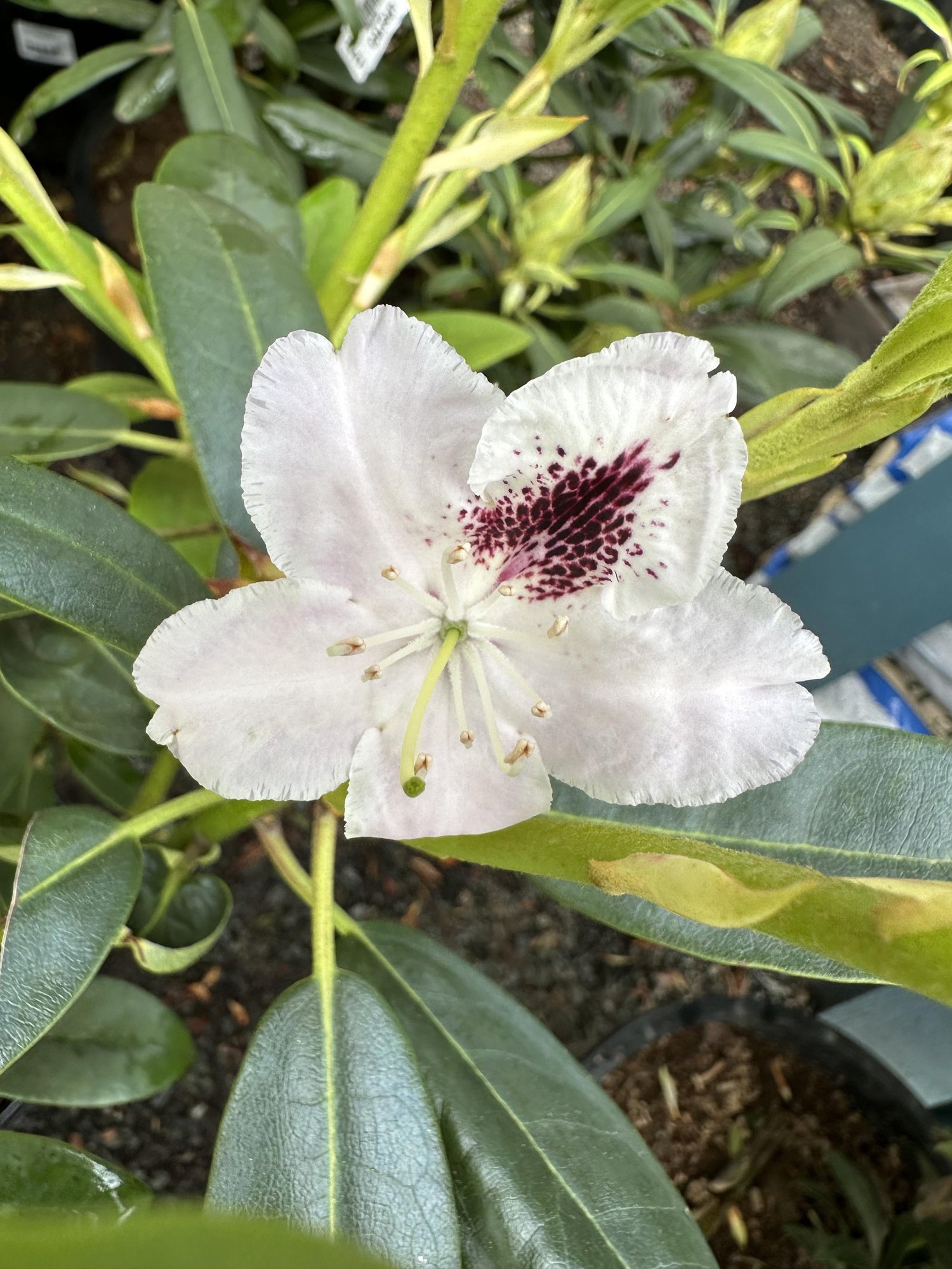 White Rhododendrons — Sunnyside Nursery