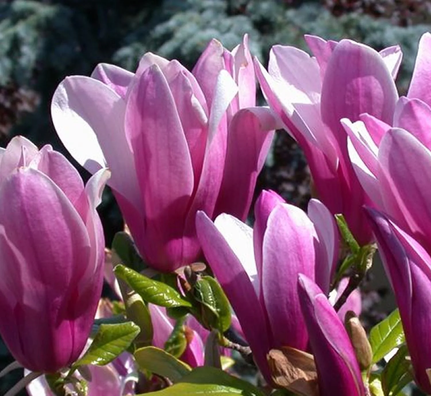Magnificent Magnolias — Sunnyside Nursery