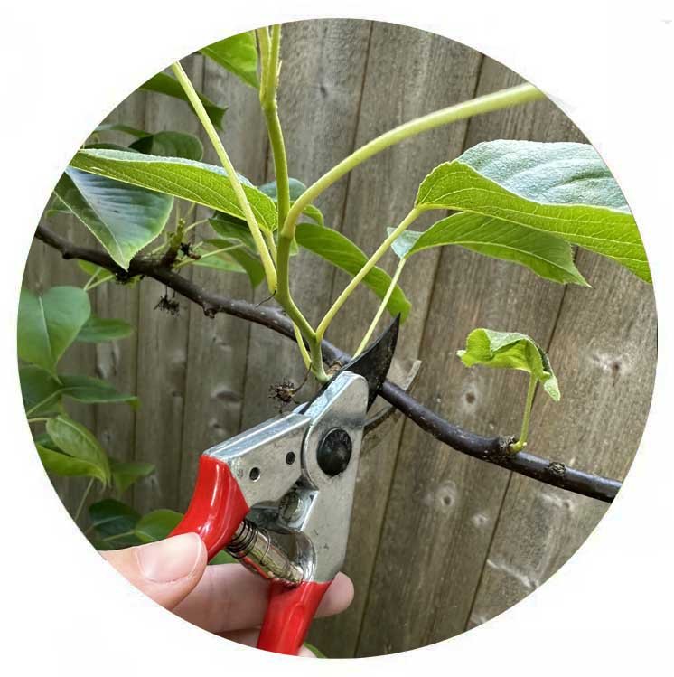 Free Classes — Sunnyside Nursery