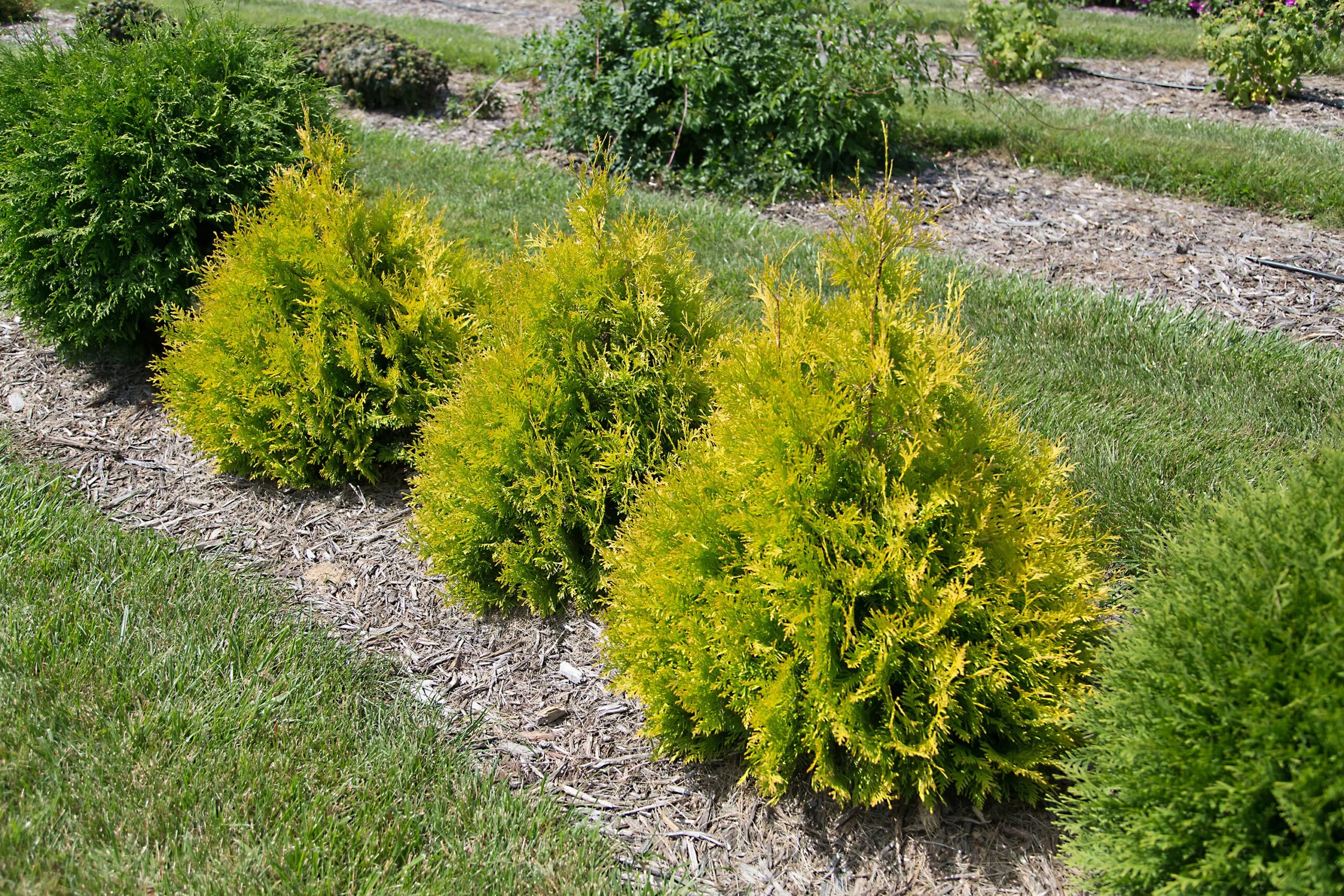 Thuja — Sunnyside Nursery