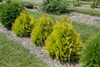 Thuja — Sunnyside Nursery