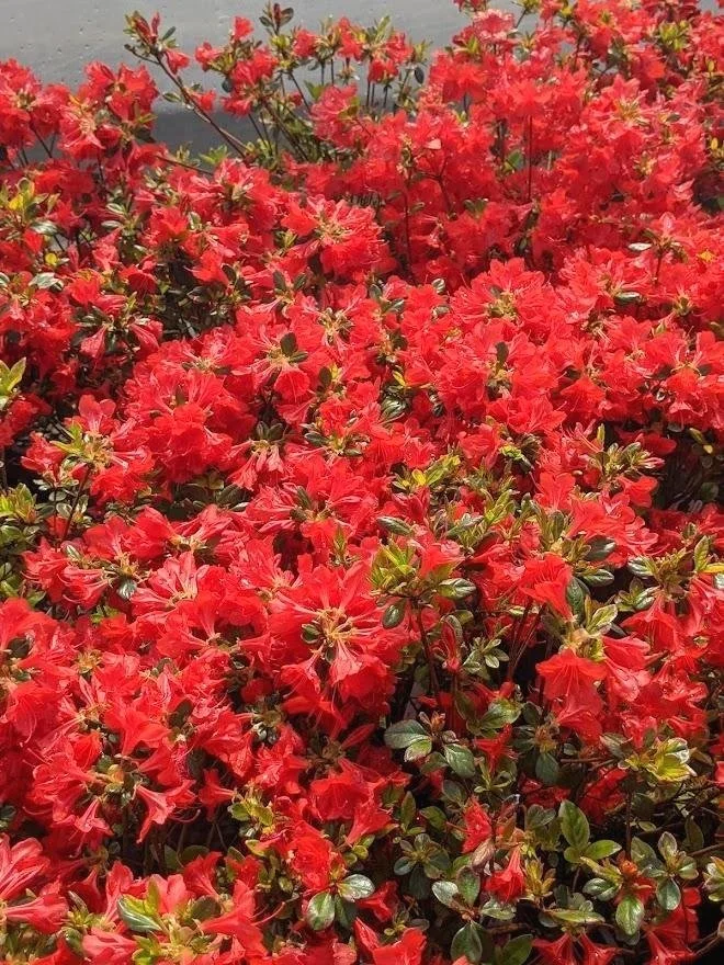 Red Evergreen Azaleas — Sunnyside Nursery
