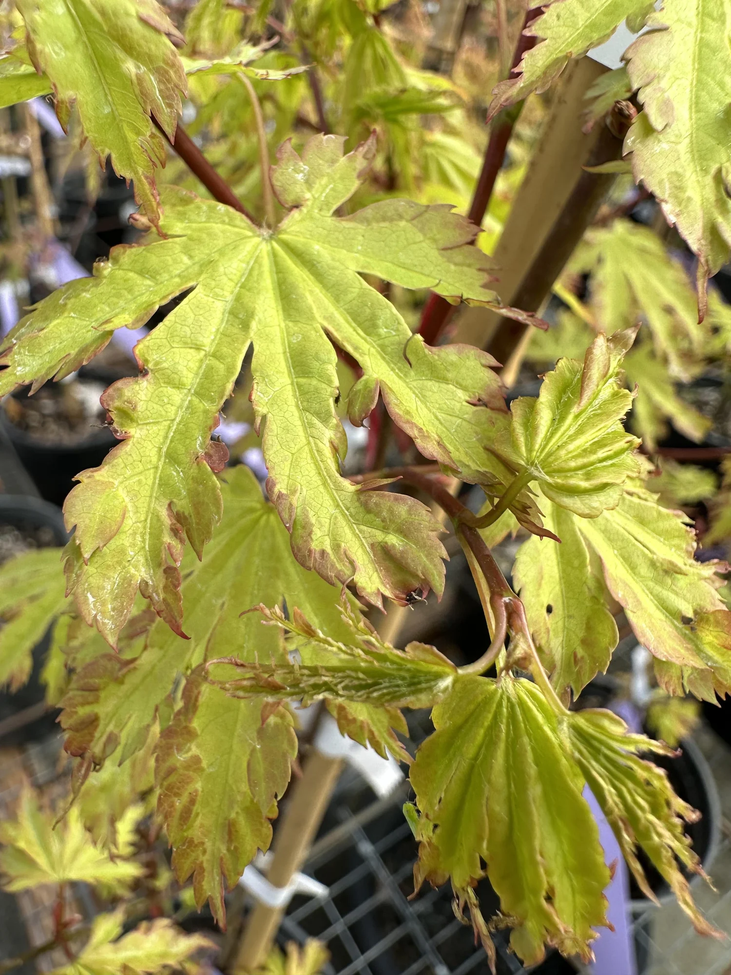 Japanese Maples Under 10 Feet A-M — Sunnyside Nursery