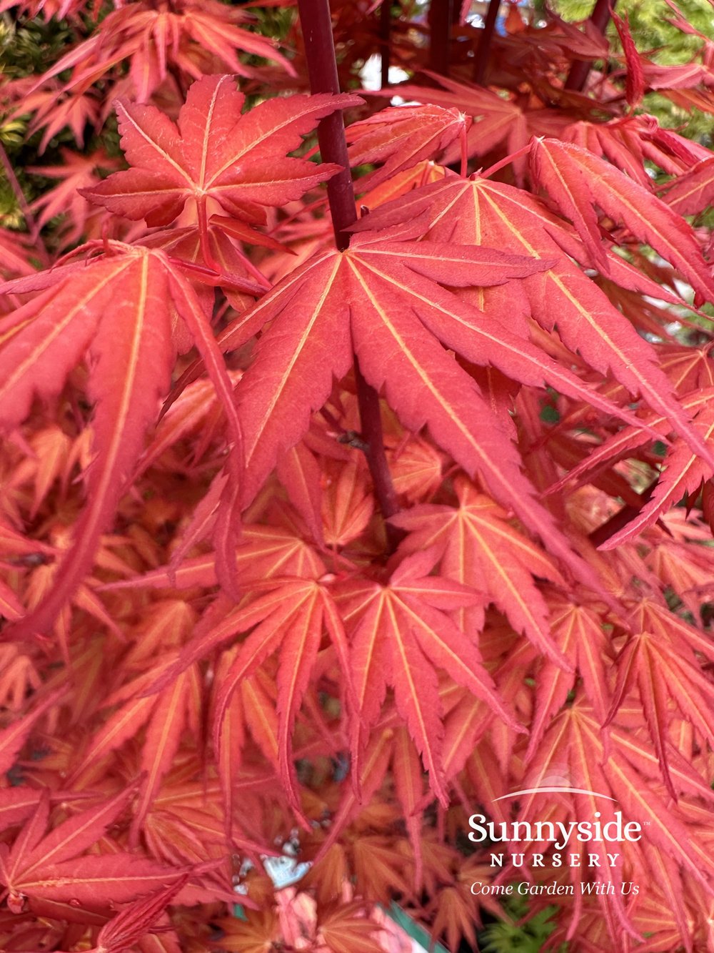 Specialty Japanese Maples — Sunnyside Nursery
