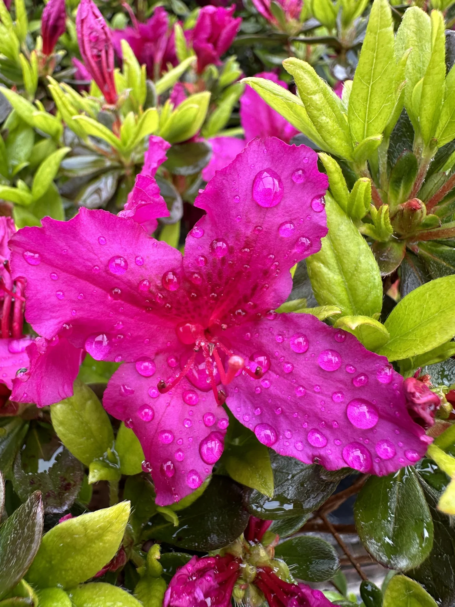 Shop At Home — Sunnyside Nursery