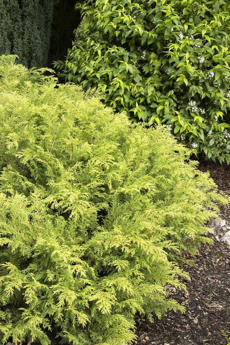 Microbiota — Sunnyside Nursery