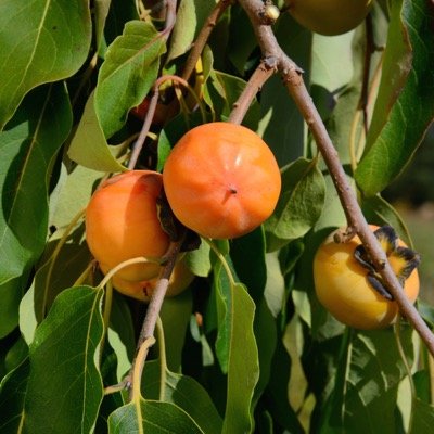 Fruit Trees — Sunnyside Nursery