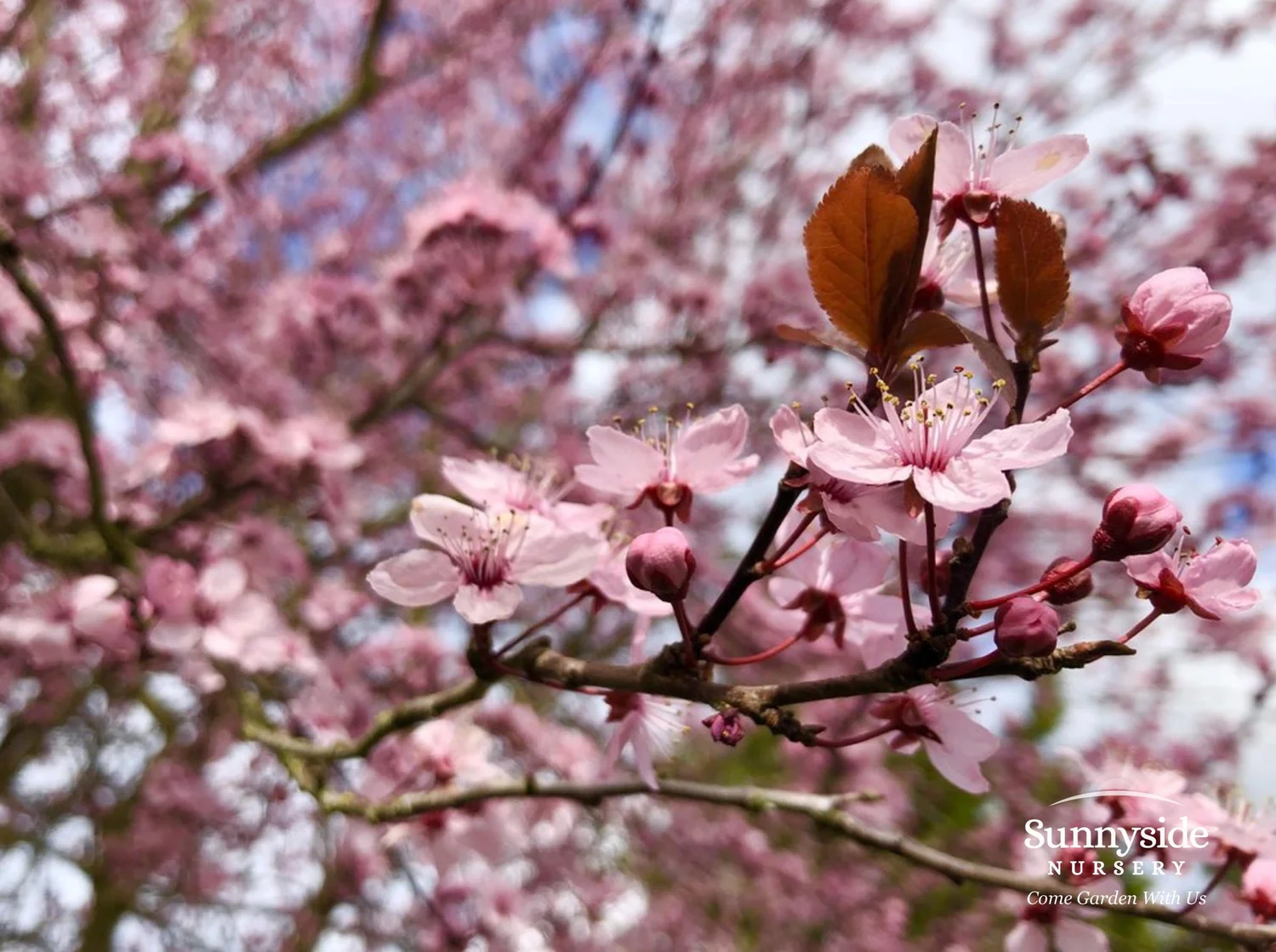 Flowering Trees — Sunnyside Nursery
