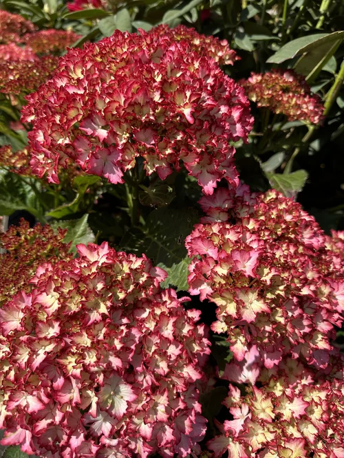 Seaside Serenade Hydrangeas — Sunnyside Nursery