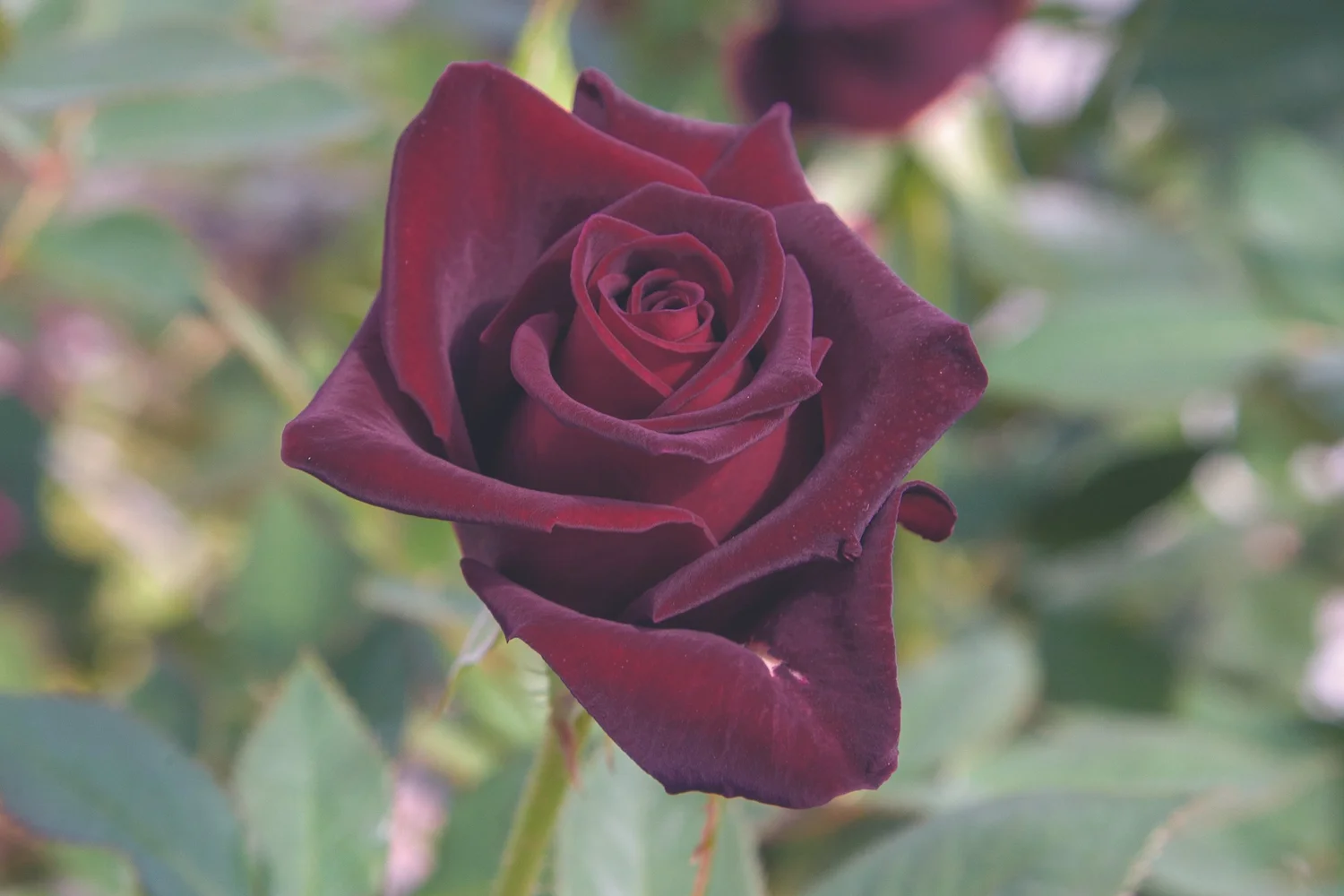 Hybrid Tea Roses — Sunnyside Nursery