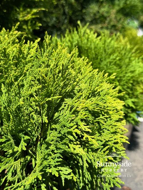 Thuja — Sunnyside Nursery