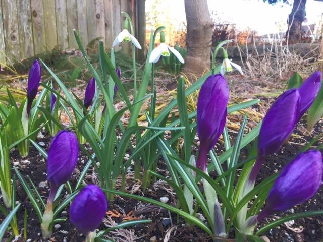 Now Is The Time To Plant Bulbs — Sunnyside Nursery