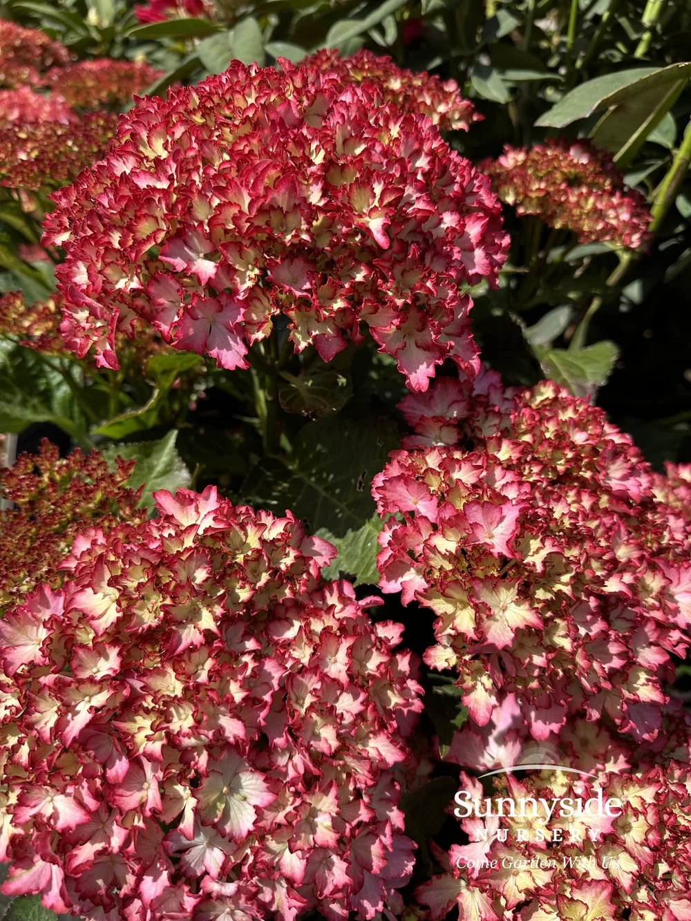 Seaside Serenade Hydrangeas — Sunnyside Nursery