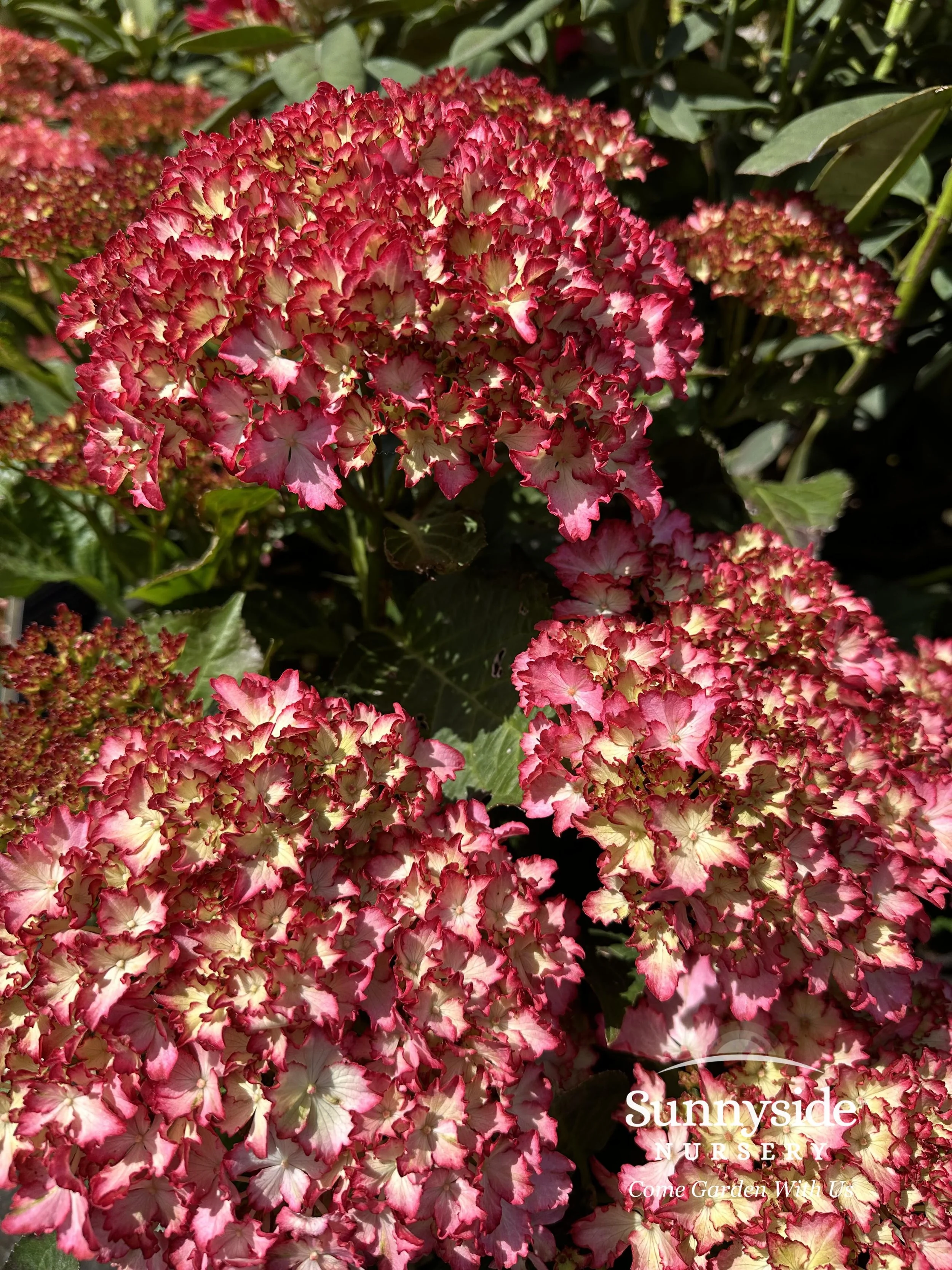 Seaside Serenade Hydrangeas — Sunnyside Nursery