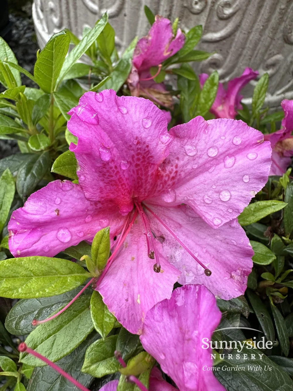 Purple Evergreen Azaleas — Sunnyside Nursery
