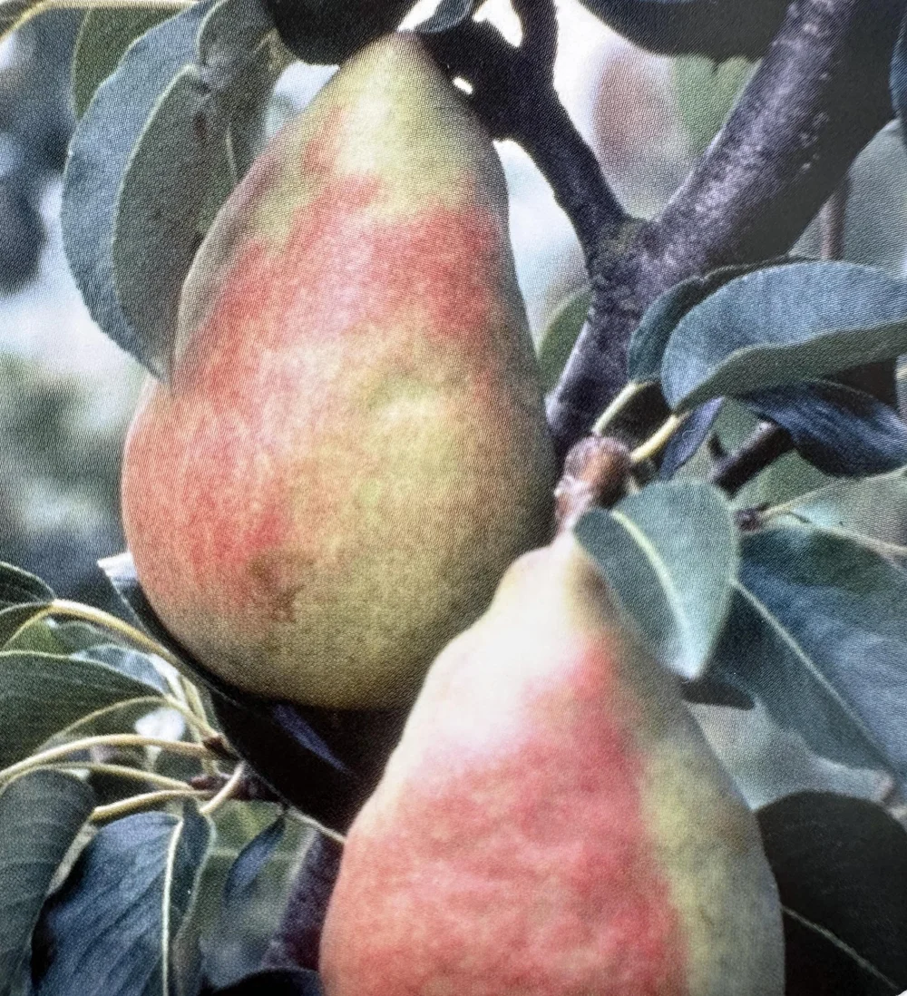 Pear Trees — Sunnyside Nursery