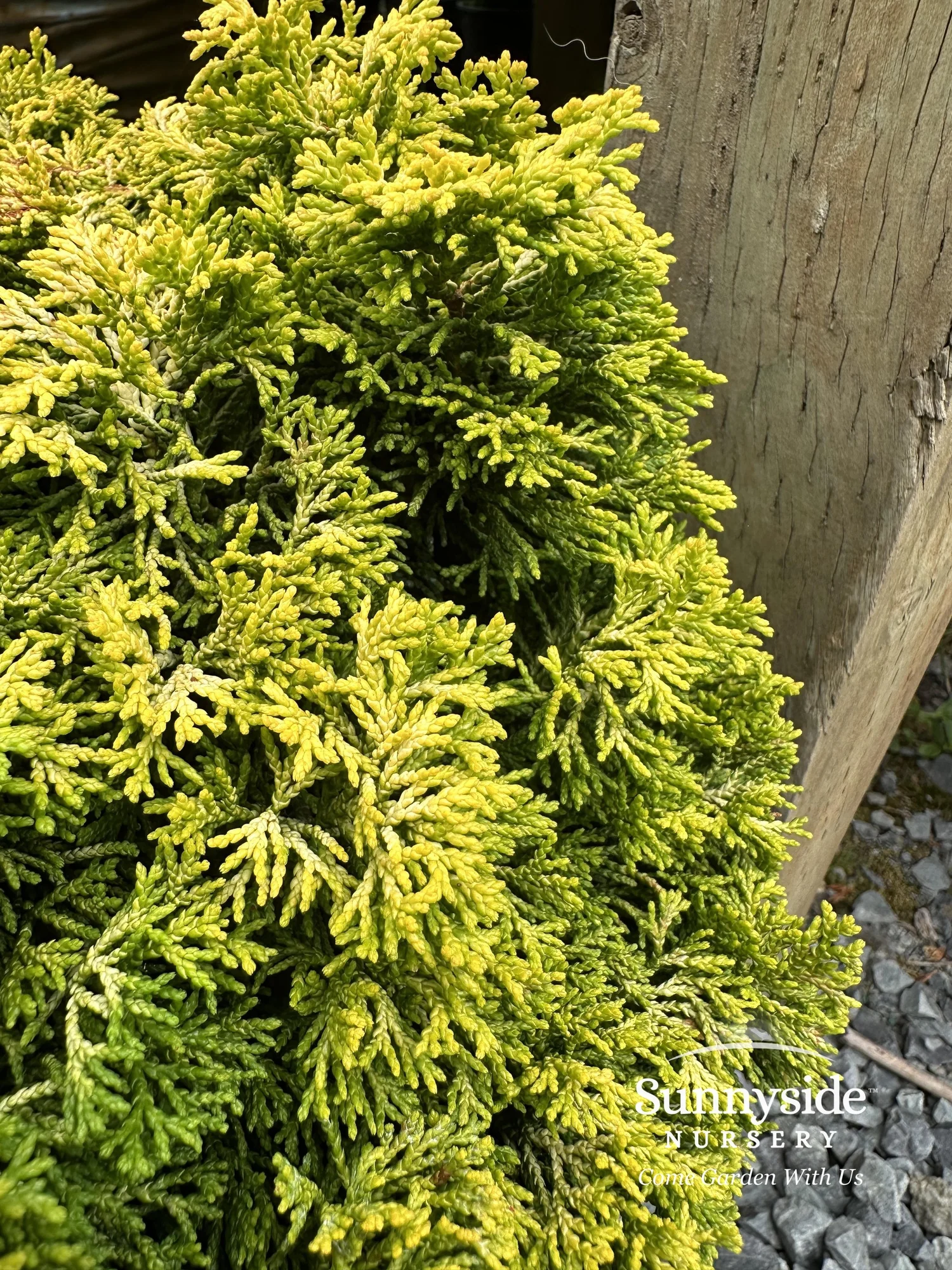 Chamaecyparis — Sunnyside Nursery
