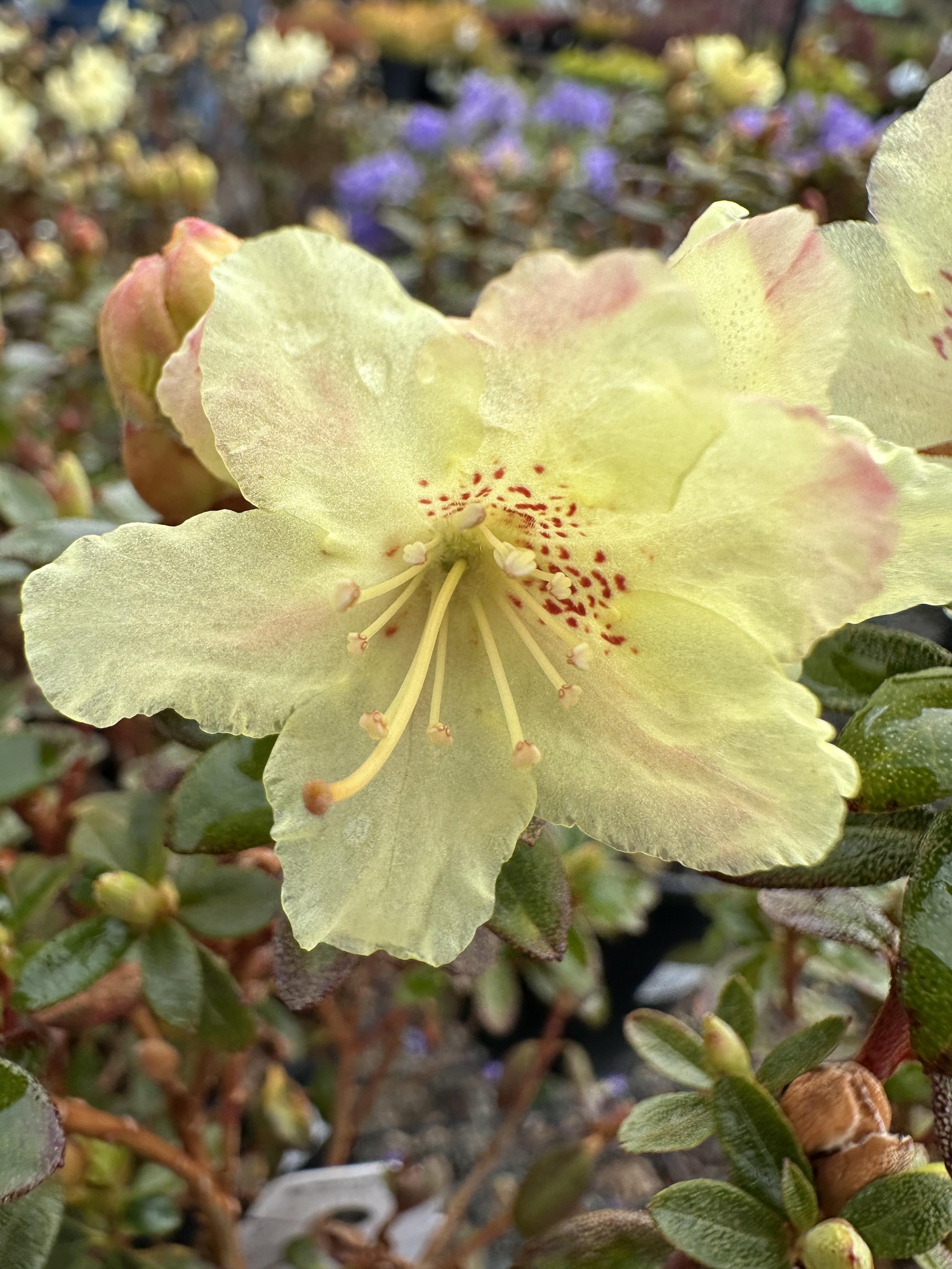 Orange & Yellow Rhododendrons — Sunnyside Nursery