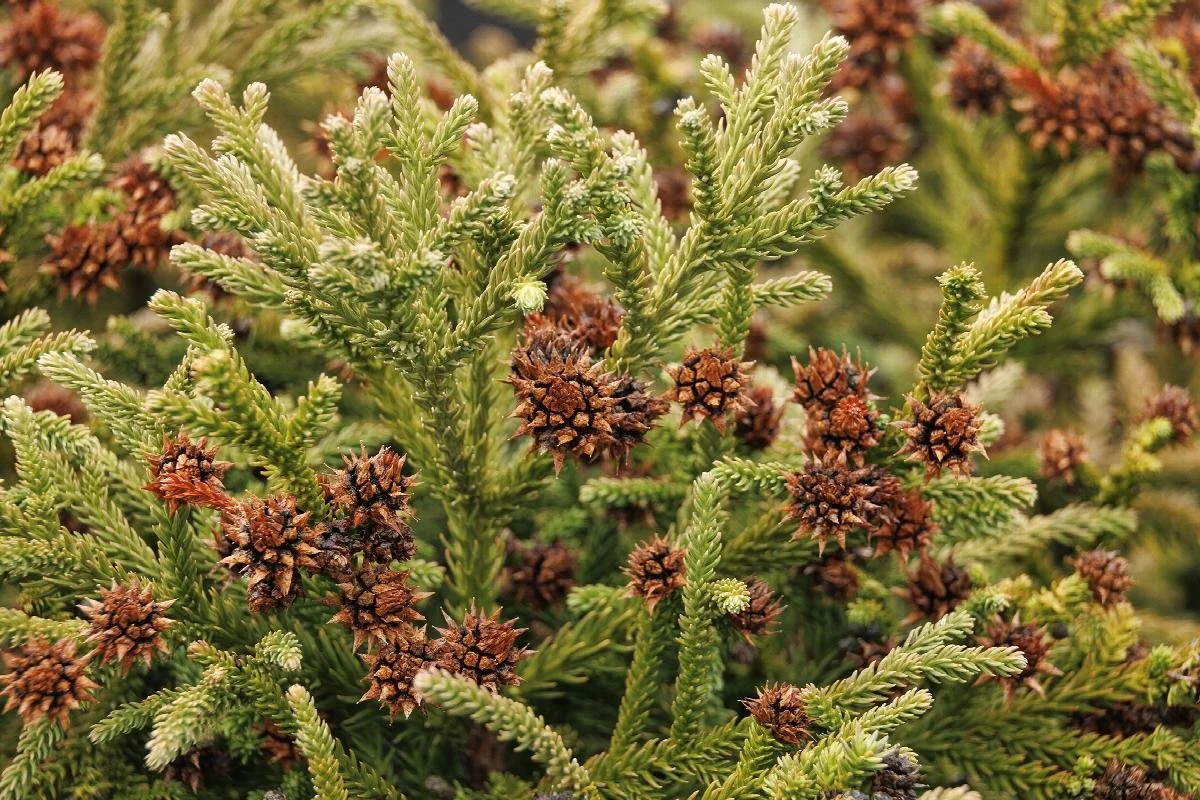 Cryptomeria — Sunnyside Nursery