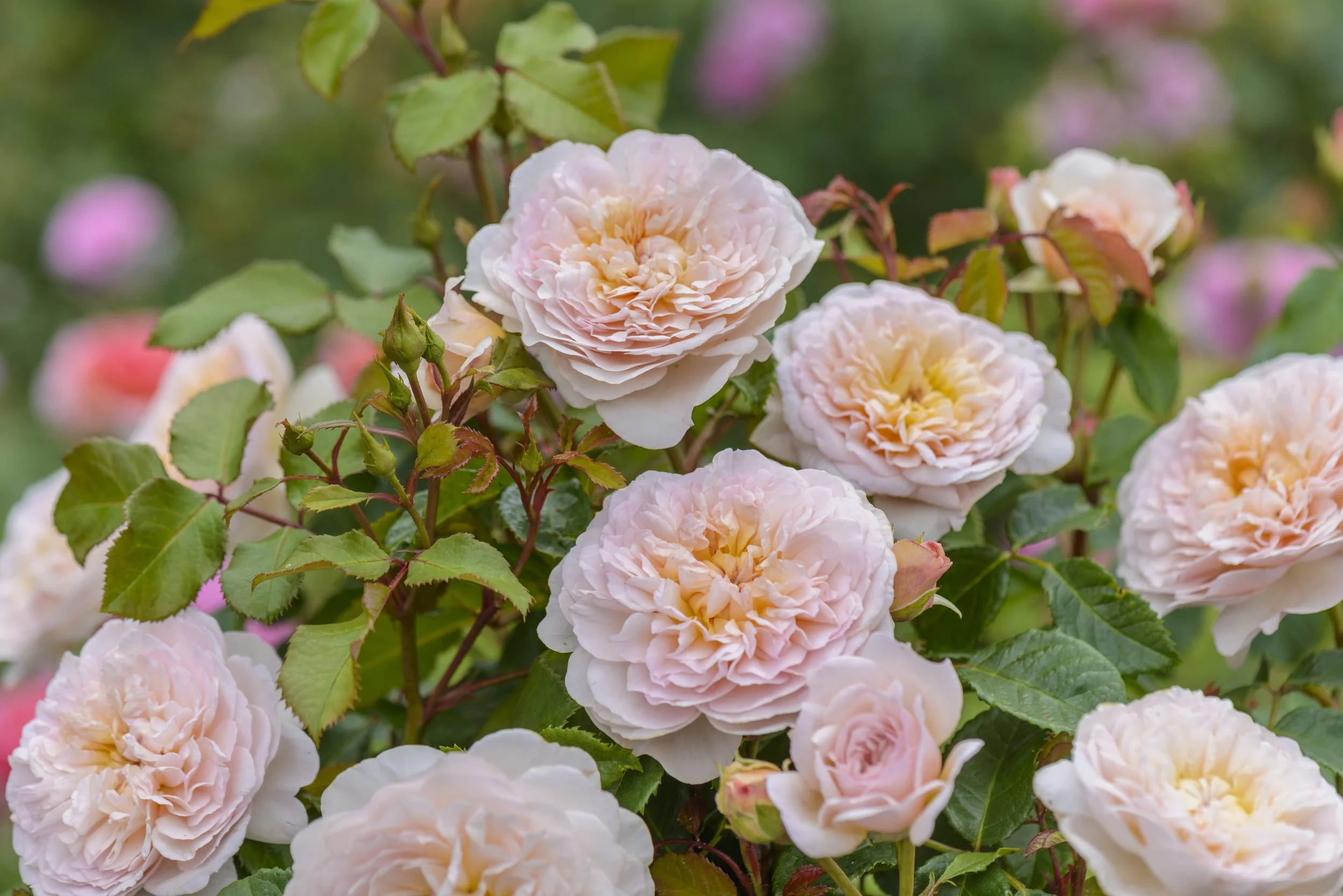 David Austin English Roses — Sunnyside Nursery