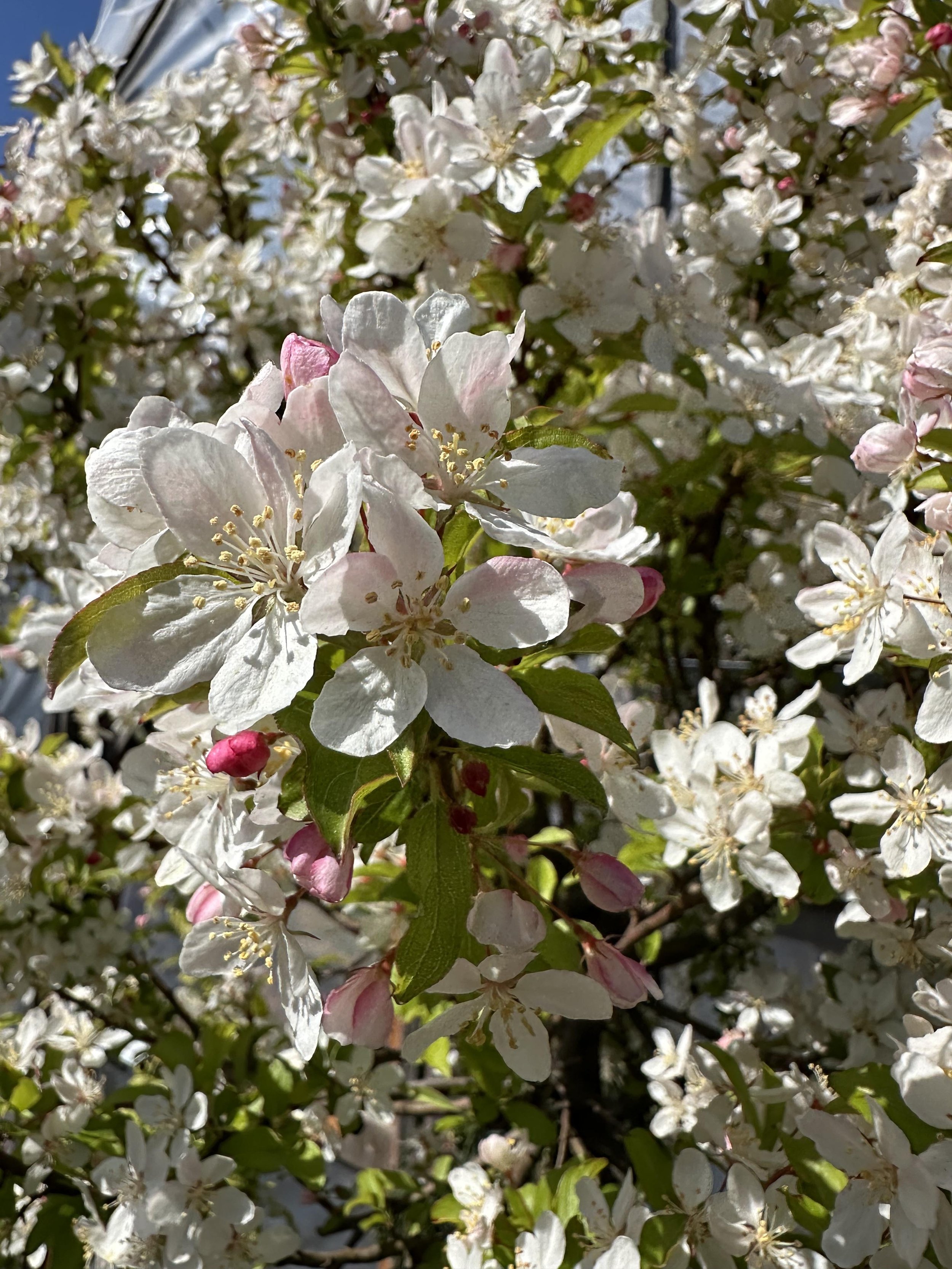 Flowering Crabapple Trees — Sunnyside Nursery