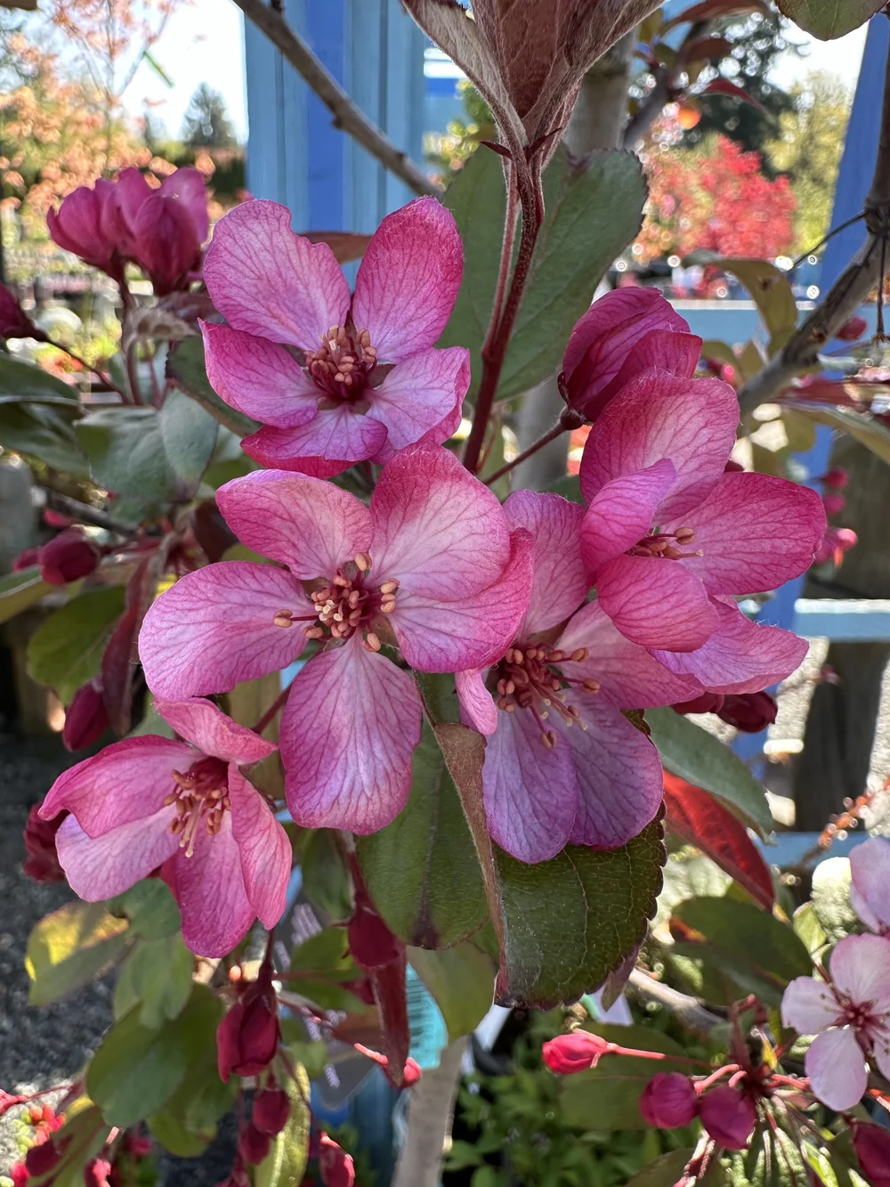 Flowering Crabapple Trees — Sunnyside Nursery