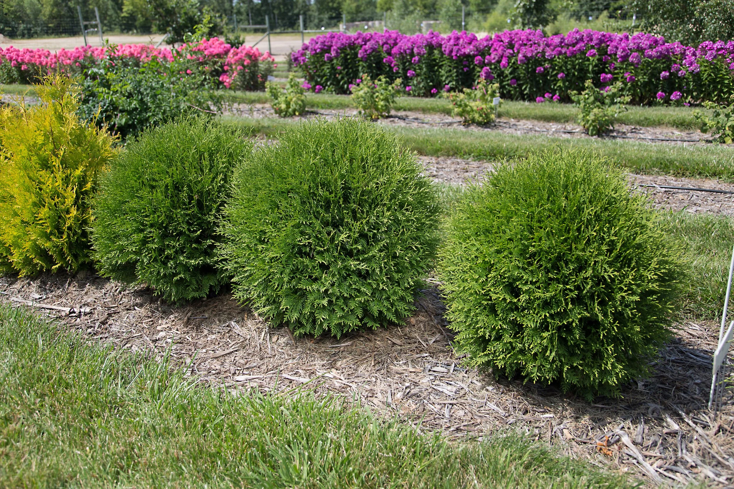 Thuja — Sunnyside Nursery