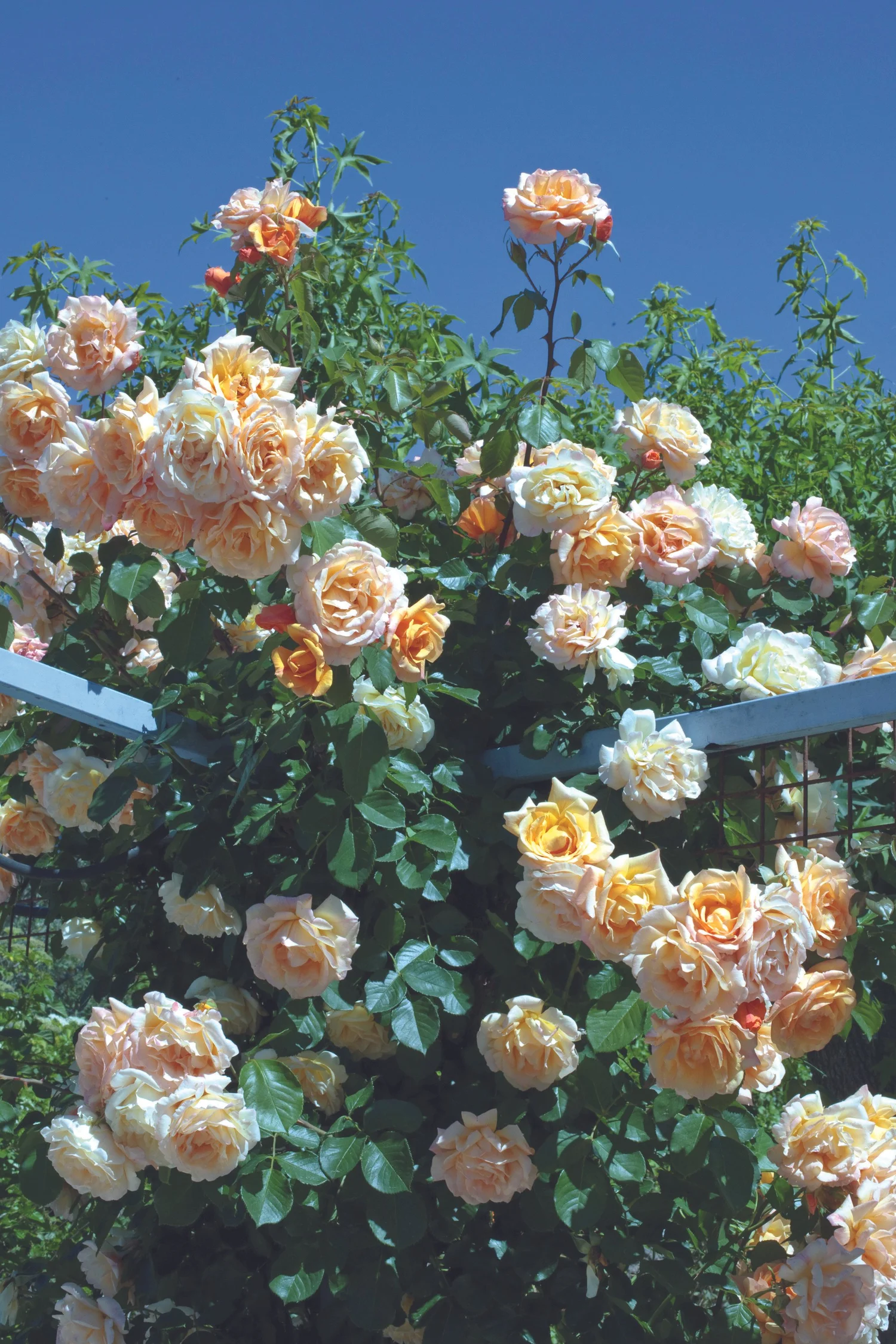 Climbing Roses — Sunnyside Nursery
