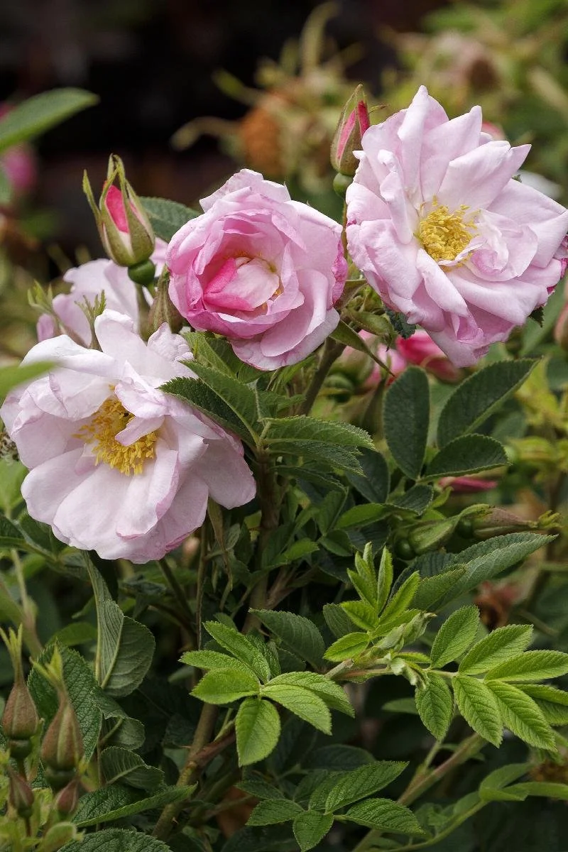 Rugosa Roses — Sunnyside Nursery