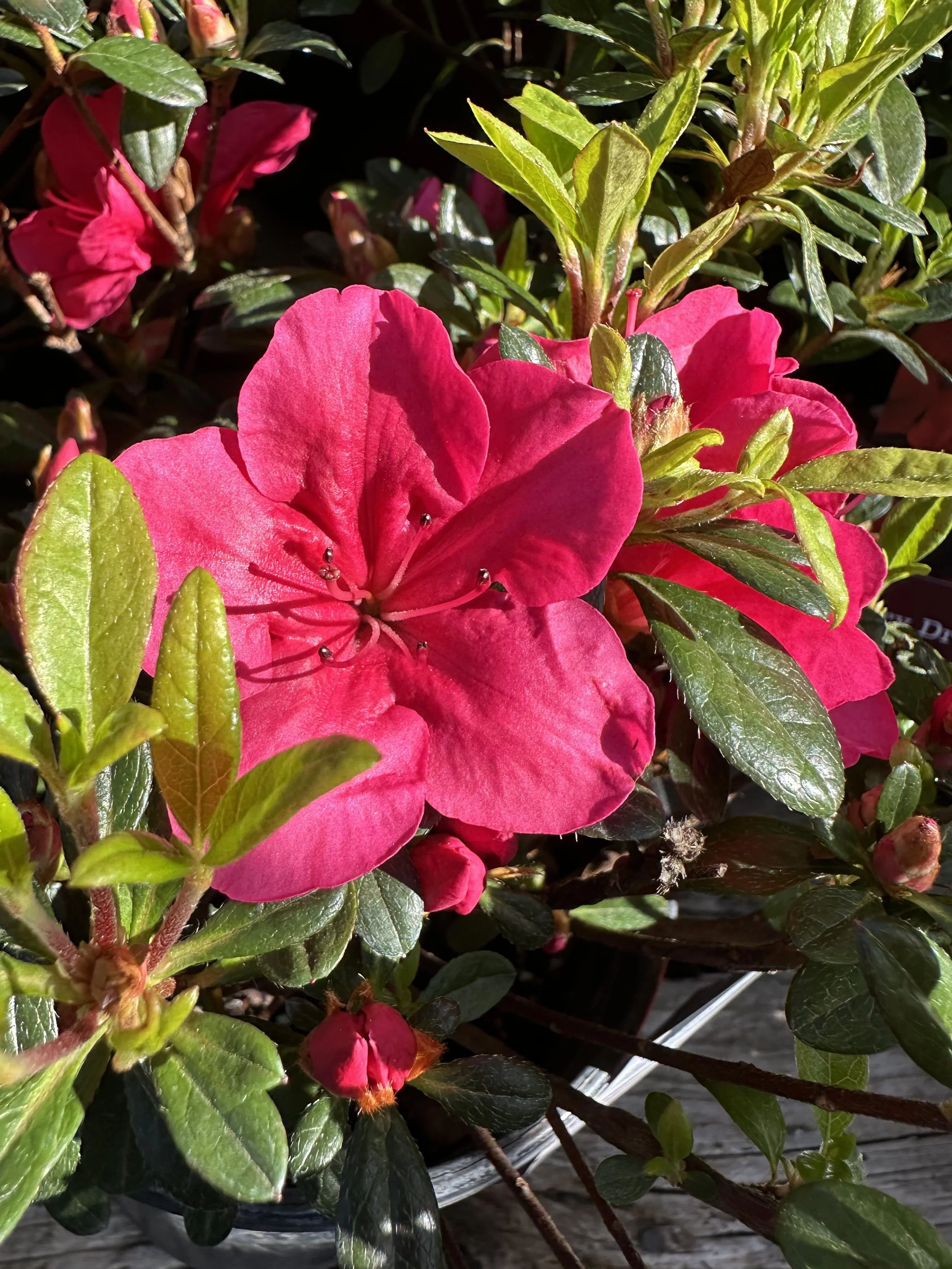 Red Evergreen Azaleas — Sunnyside Nursery