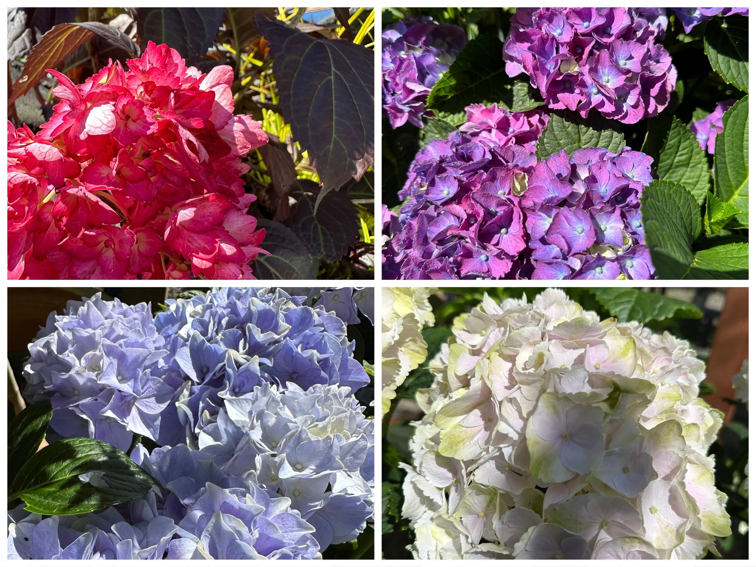 Seasonal Gardening — Sunnyside Nursery