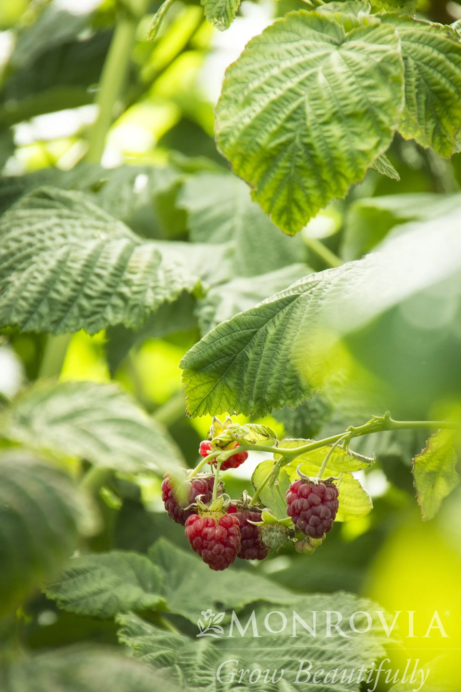 Raspberries — Sunnyside Nursery