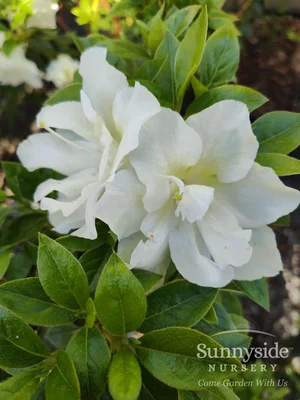 White Evergreen Azaleas — Sunnyside Nursery