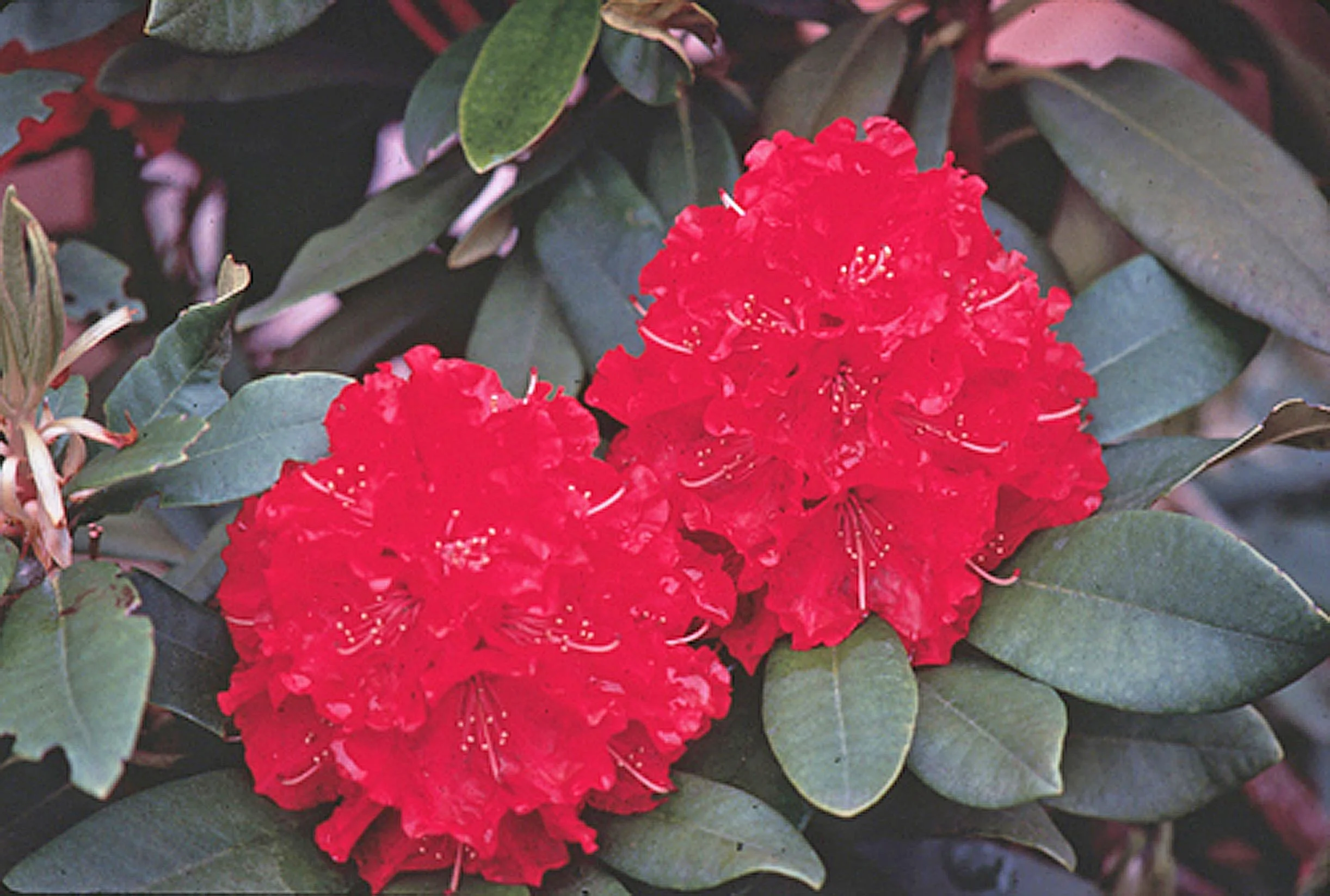 Red Rhododendron
