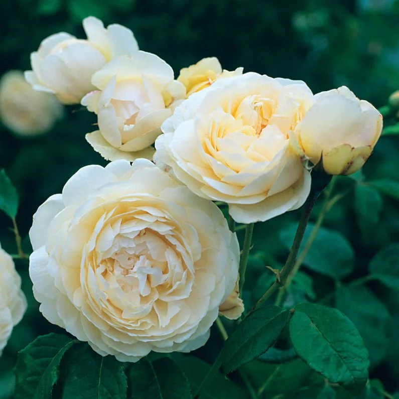 David Austin English Roses — Sunnyside Nursery