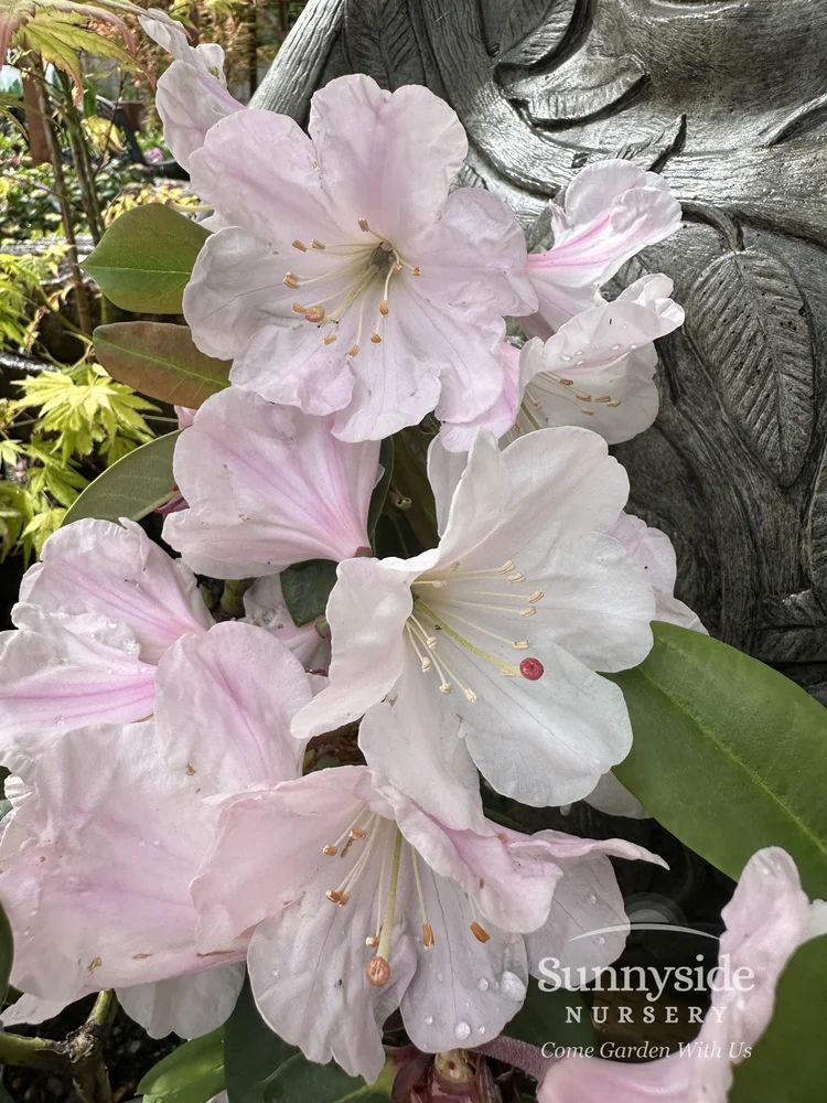 Pink Rhododendrons — Sunnyside Nursery