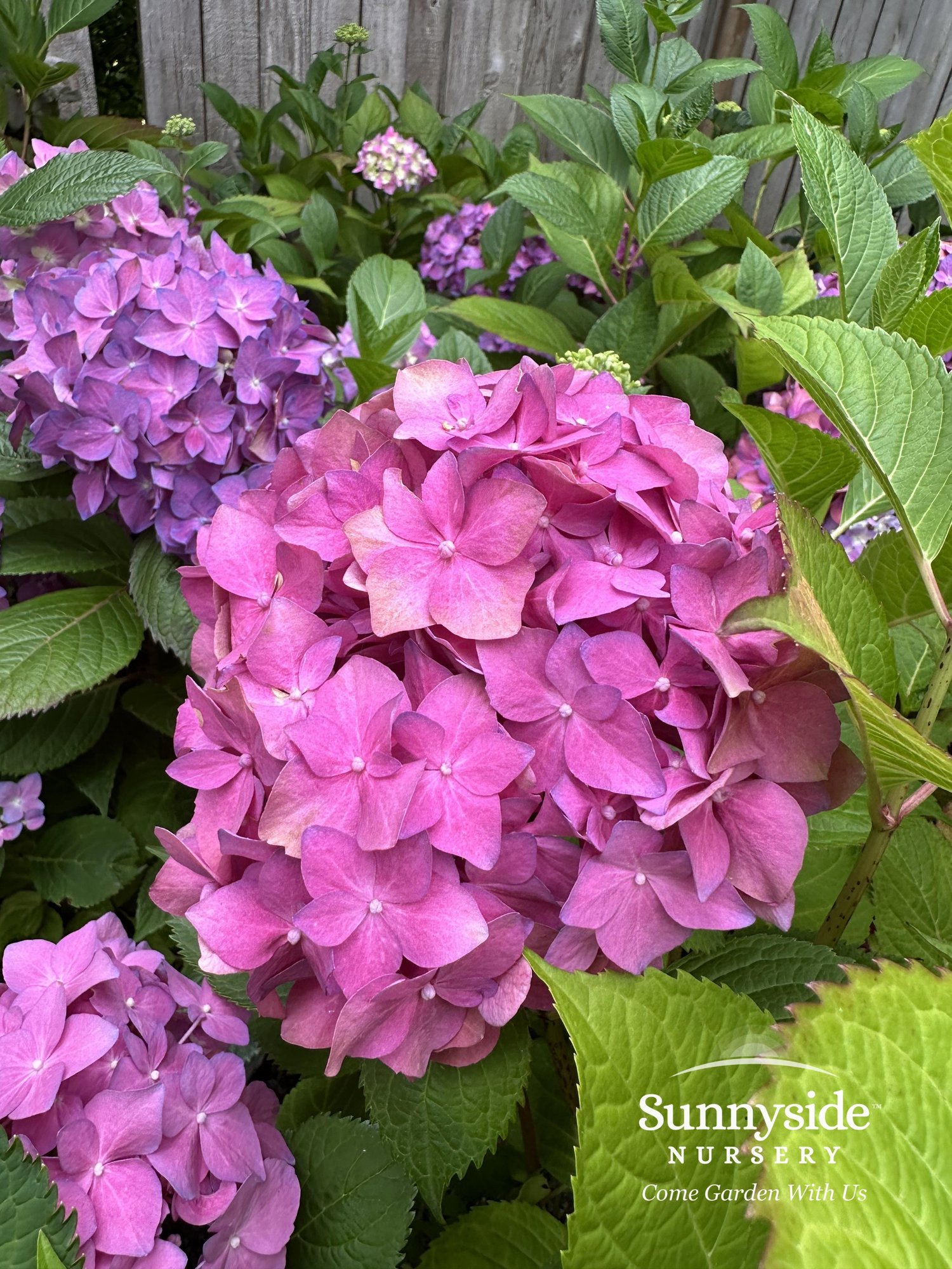 Let's Dance Hydrangeas — Sunnyside Nursery