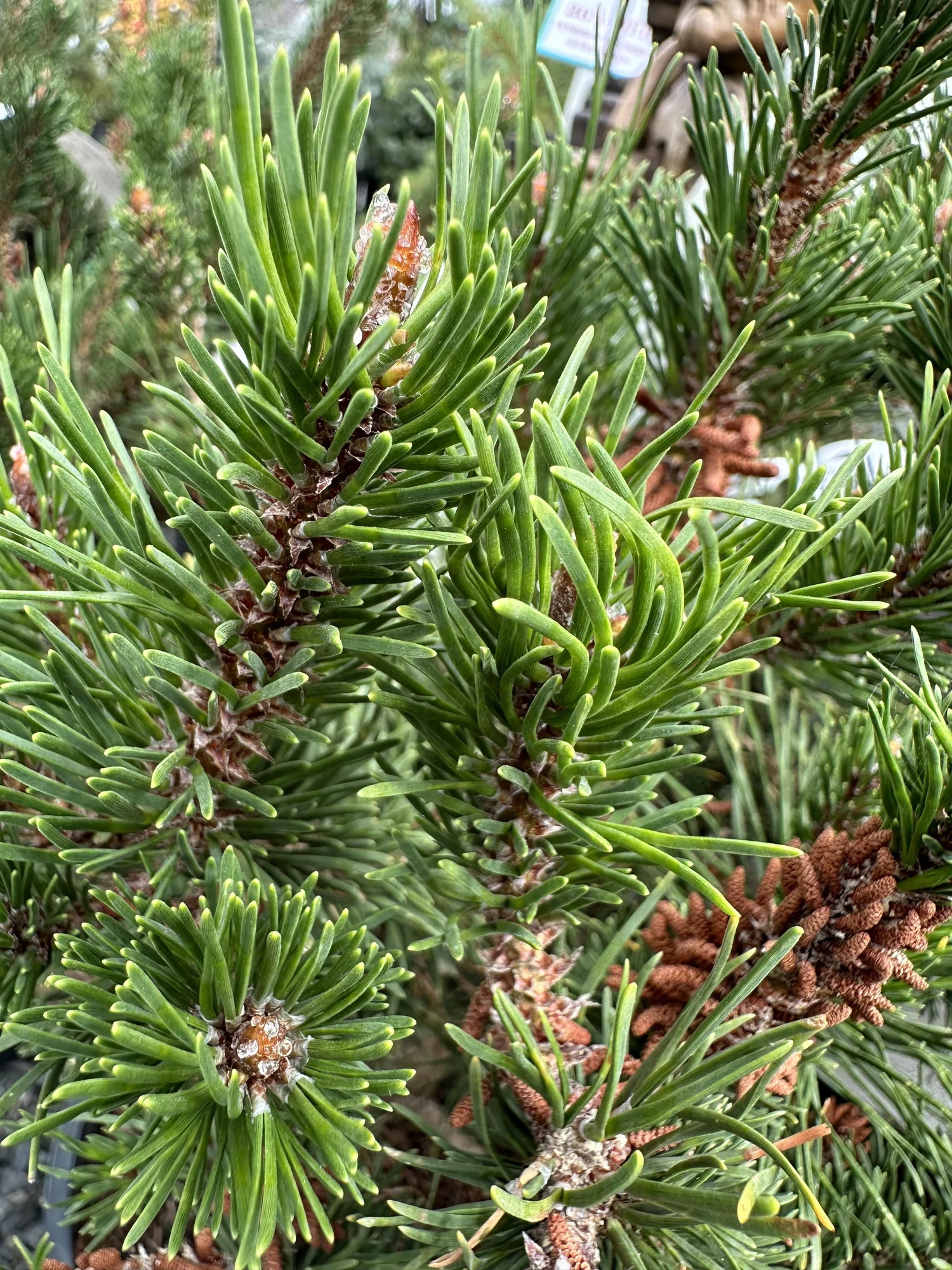 Pinus — Sunnyside Nursery