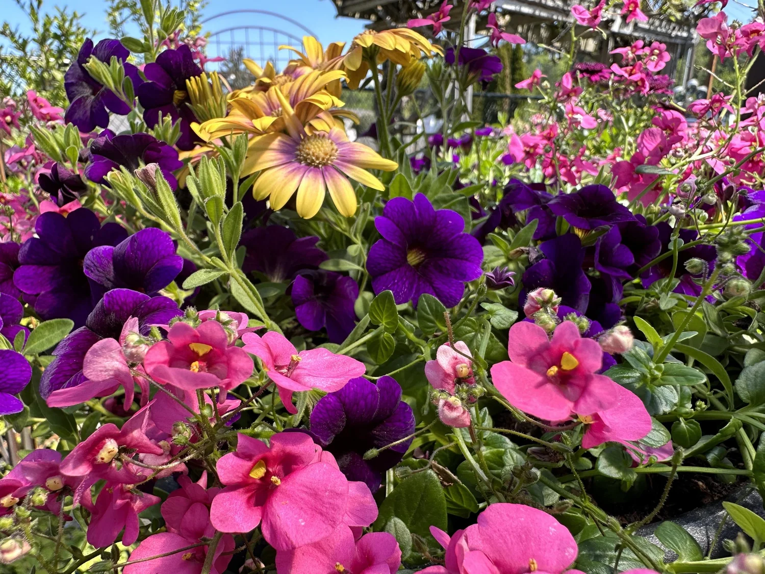 Here's How To Have The Best-Looking Containers — Sunnyside Nursery